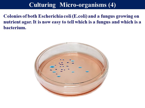 BioA_6.1.1 Culturing Microbes | Teaching Resources