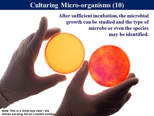 BioA_6.1.1 Culturing Microbes | Teaching Resources