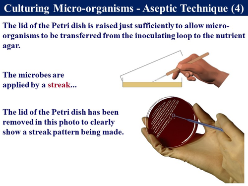 BioA_6.1.1 Culturing Microbes | Teaching Resources