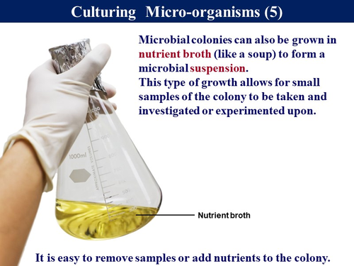 BioA_6.1.1 Culturing Microbes | Teaching Resources