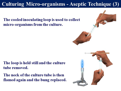 BioA_6.1.1 Culturing Microbes | Teaching Resources