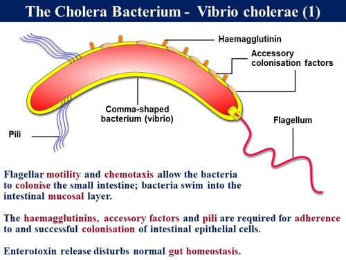 BioA_6.2 Bacteria as Pathogens - 1 | Teaching Resources