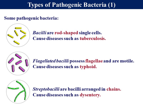 BioA_6.2 Bacteria as Pathogens - 1 | Teaching Resources