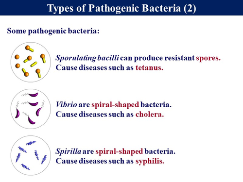 BioA_6.2 Bacteria as Pathogens - 1 | Teaching Resources