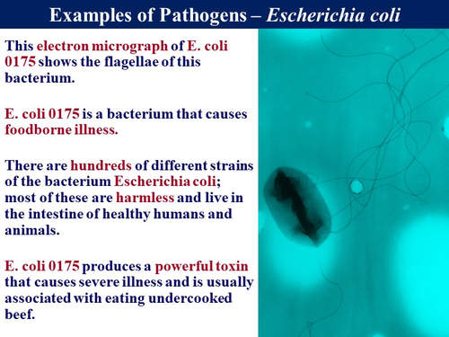 BioA_6.2 Bacteria as Pathogens - 1 | Teaching Resources