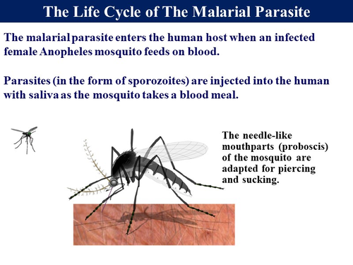 BioA_4.1.1 Pathogens - Malaria | Teaching Resources
