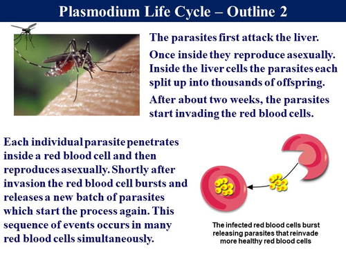 BioA_4.1.1 Pathogens - Malaria | Teaching Resources