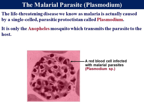 BioA_4.1.1 Pathogens - Malaria | Teaching Resources