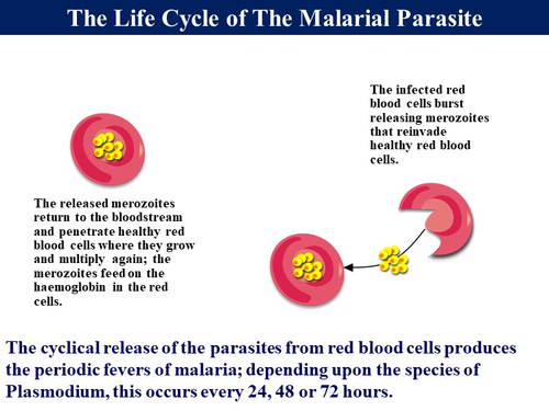 BioA_4.1.1 Pathogens - Malaria | Teaching Resources