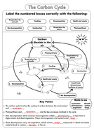 GCSE Biology: Carbon Cycle worksheets and A3 wall posters UPDATED ...