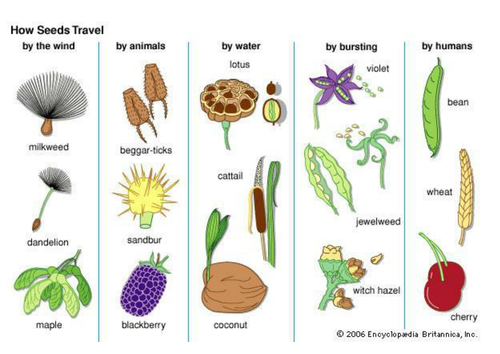 Plant and Animal Life Cycles KS2 science | Teaching Resources