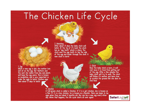 Plant and Animal Life Cycles KS2 science | Teaching Resources
