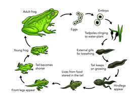 Plant and Animal Life Cycles KS2 science | Teaching Resources