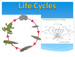 Plant and Animal Life Cycles KS2 science | Teaching Resources