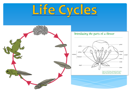 Plant and Animal Life Cycles KS2 science | Teaching Resources