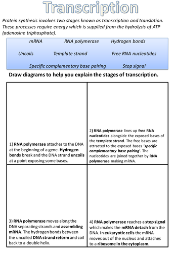 DNA Revision | Teaching Resources