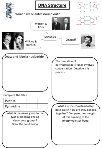 DNA Revision | Teaching Resources
