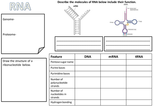 DNA Revision | Teaching Resources