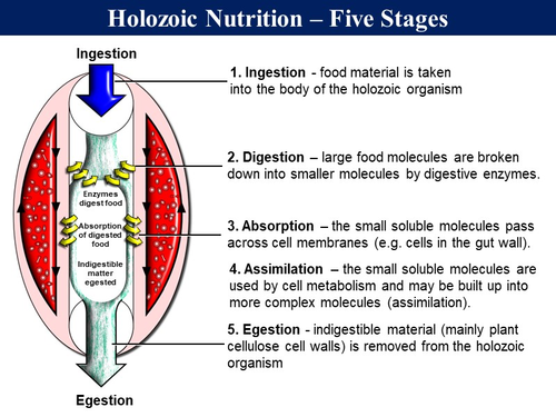 BioA_2.4.2 Holozoic Nutrition | Teaching Resources