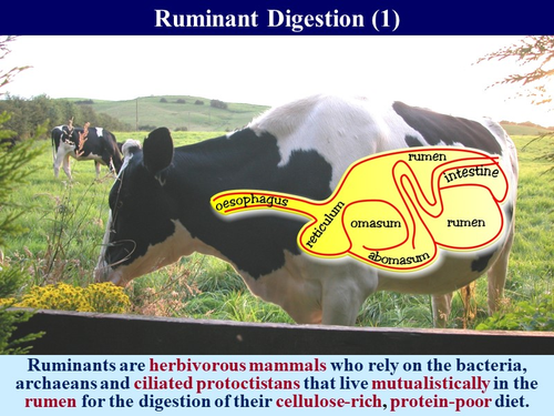 BioA_2.4.6 Ruminant Digestion | Teaching Resources
