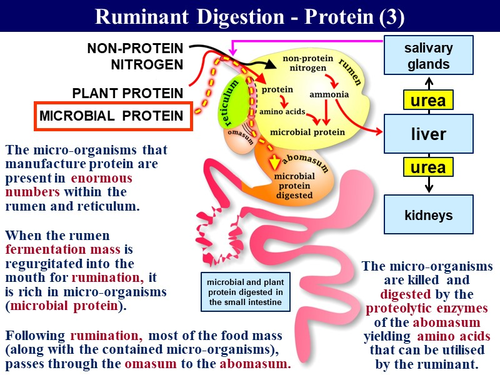 BioA_2.4.6 Ruminant Digestion | Teaching Resources