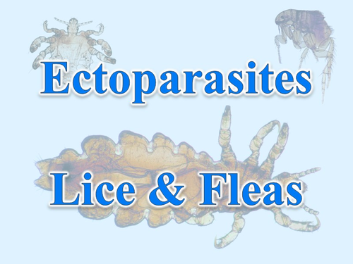BioA_2.4.7 Parasites and Parasitism | Teaching Resources