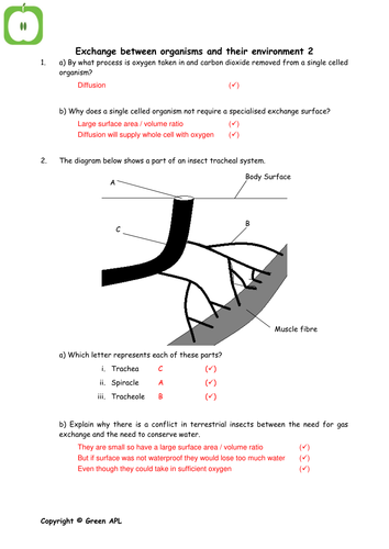 A level Biology revision (year 1) | Teaching Resources
