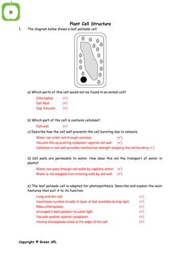 A level Biology revision (year 1) | Teaching Resources