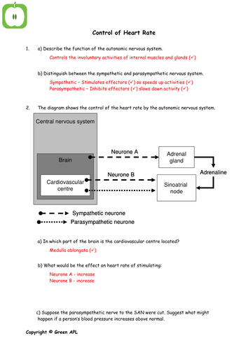 A level Biology revision (year 2) | Teaching Resources