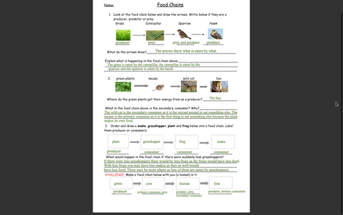 Food Chains Full Lesson with Worksheets, Plan and Food Web Extension ...