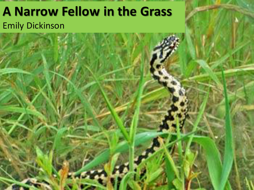 CCEA Literature Poetry- Nature and War - 'A Narrow Fellow in the Grass ...
