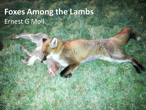 CCEA Literature Poetry- Nature and War - 'Foxes Among the Lambs', by ...