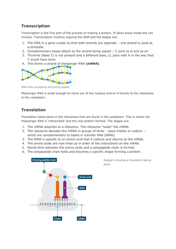 Protein Synthesis Full Lesson - Edexcel B2 Topic 1 | Teaching Resources