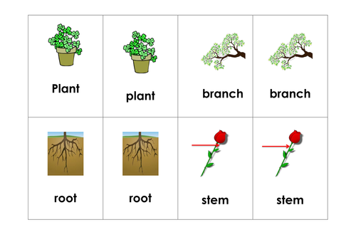 Growing Plants - Games and Activities Supporting Scientific Vocabulary ...