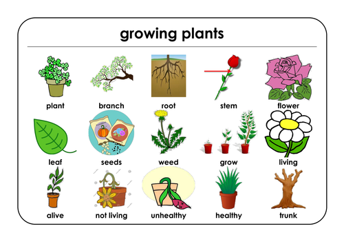 Growing Plants - Games and Activities Supporting Scientific Vocabulary ...