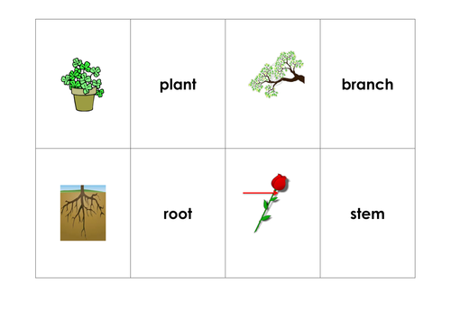 Growing Plants - Games and Activities Supporting Scientific Vocabulary ...
