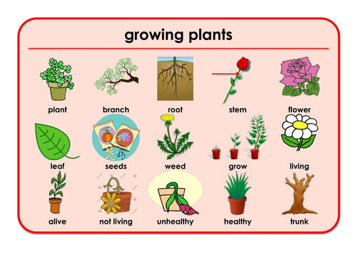 Growing Plants - Games and Activities Supporting Scientific Vocabulary ...