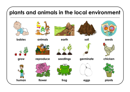 Plants and Animals - Games and Activities Supporting Scientific ...