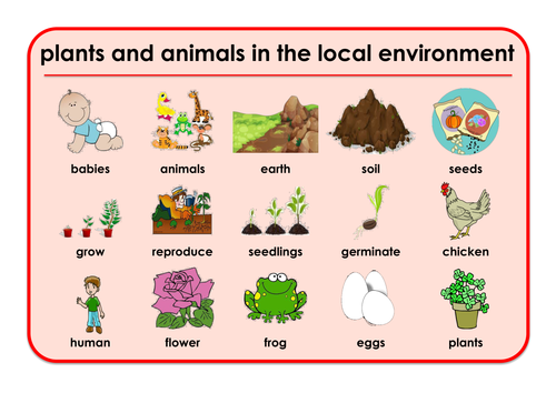 Plants and Animals - Games and Activities Supporting Scientific ...