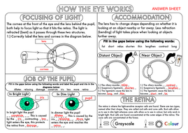 GCSE Biology: The Eye | Teaching Resources