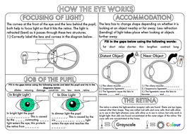 GCSE Biology: The Eye by beckystoke | Teaching Resources