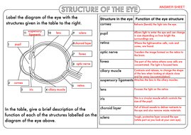 GCSE Biology: The Eye | Teaching Resources
