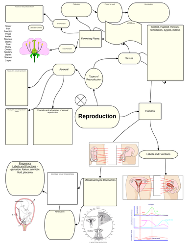 iGCSE Edexcel Biology Mind Maps | Teaching Resources