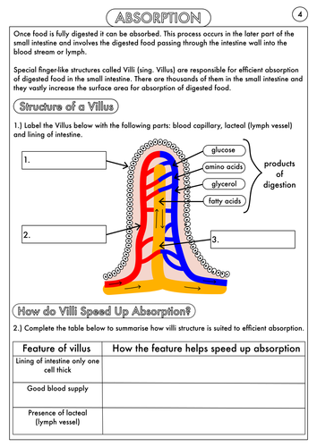 GCSE Digestion Topic Resource Pack by beckystoke - Teaching Resources - TES