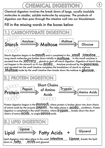 GCSE Biology: Digestion Topic Resource Pack UPDATED | Teaching Resources