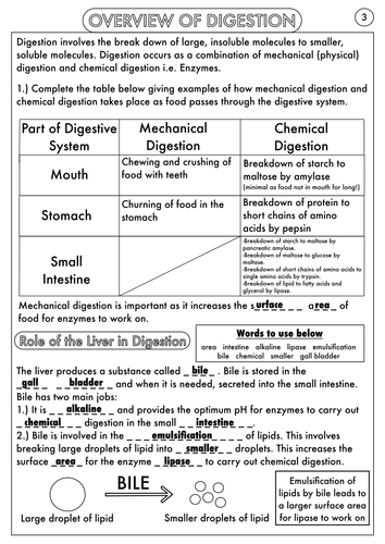 GCSE Biology: Digestion Topic Resource Pack UPDATED | Teaching Resources