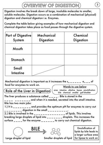 GCSE Biology: Digestion Topic Resource Pack UPDATED | Teaching Resources