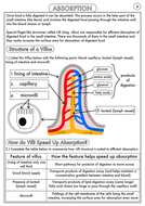 GCSE Biology: Digestion Topic Resource Pack UPDATED | Teaching Resources