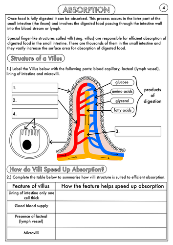 GCSE Biology: Digestion Topic Resource Pack UPDATED | Teaching Resources