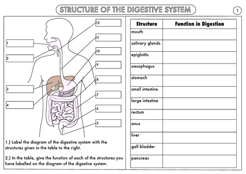 GCSE Biology: Digestion Topic Resource Pack UPDATED | Teaching Resources